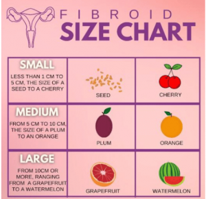 Average Uterus Size & Weight